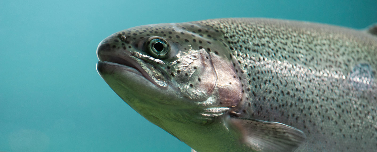 Forellenzucht Dettmeyer | Home